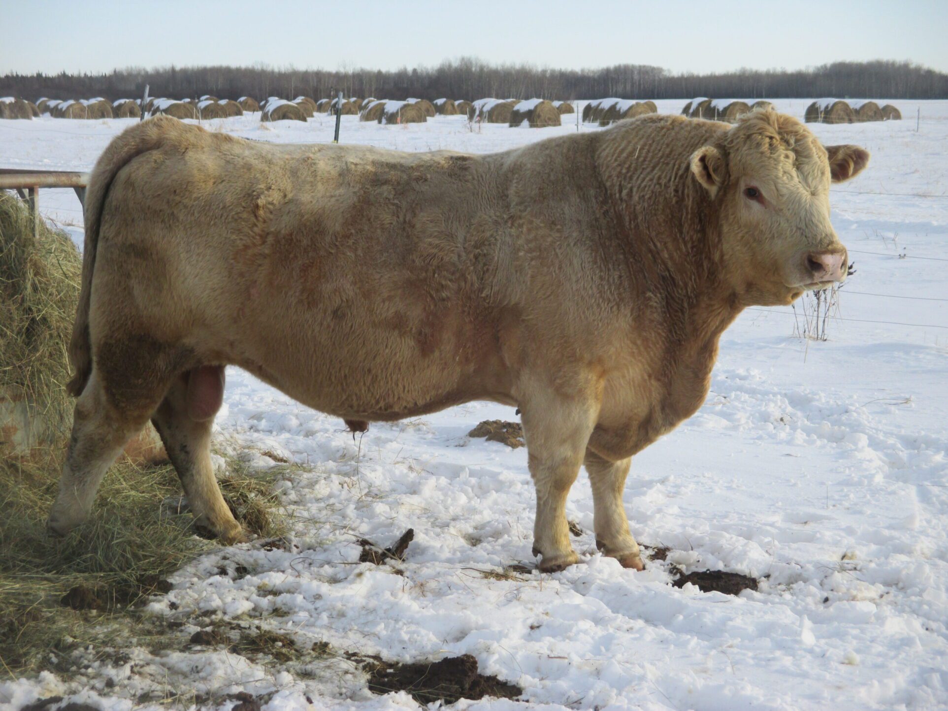 Bred Cow Sale (Receiving Friday 8am - 4pm) Click on "View Detail" for ...